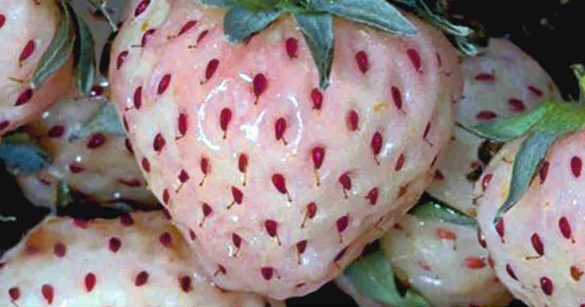 Comment cultiver des fraises ananas chez soi (elles ressemblent à des ...