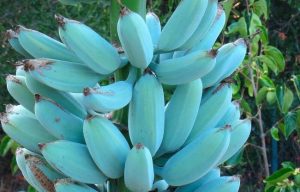 Les bananes Blue Java : tout ce que vous devez savoir sur ce fruit ...