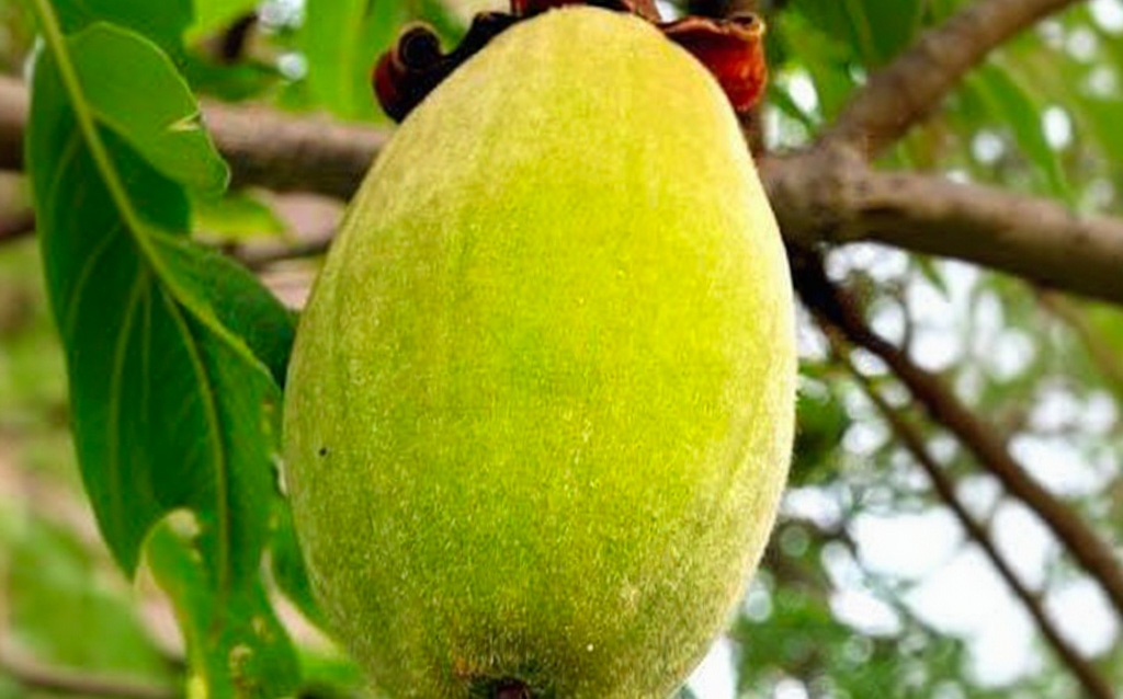 Baobab : le fruit africain aux vertus nutritionnelles et au potentiel ...